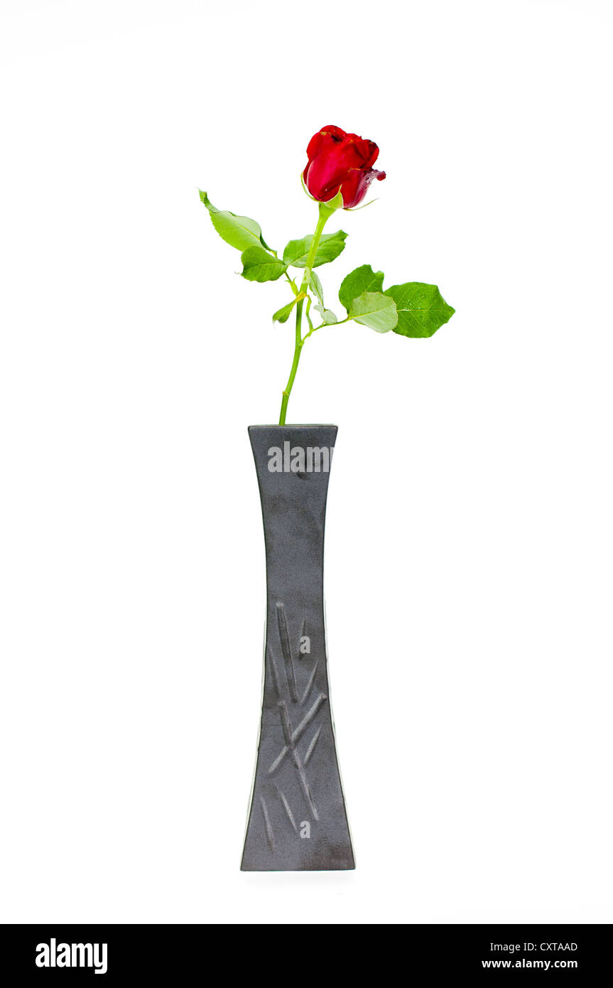 single red rose in black vase on white background Stock Photo - Alamy