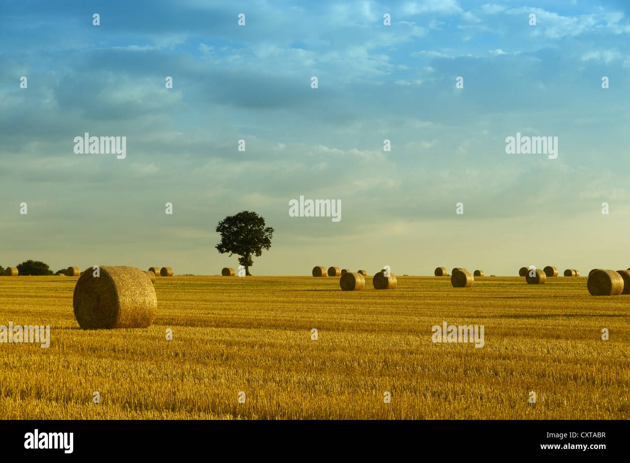 field of hay bales Stock Photo - Alamy