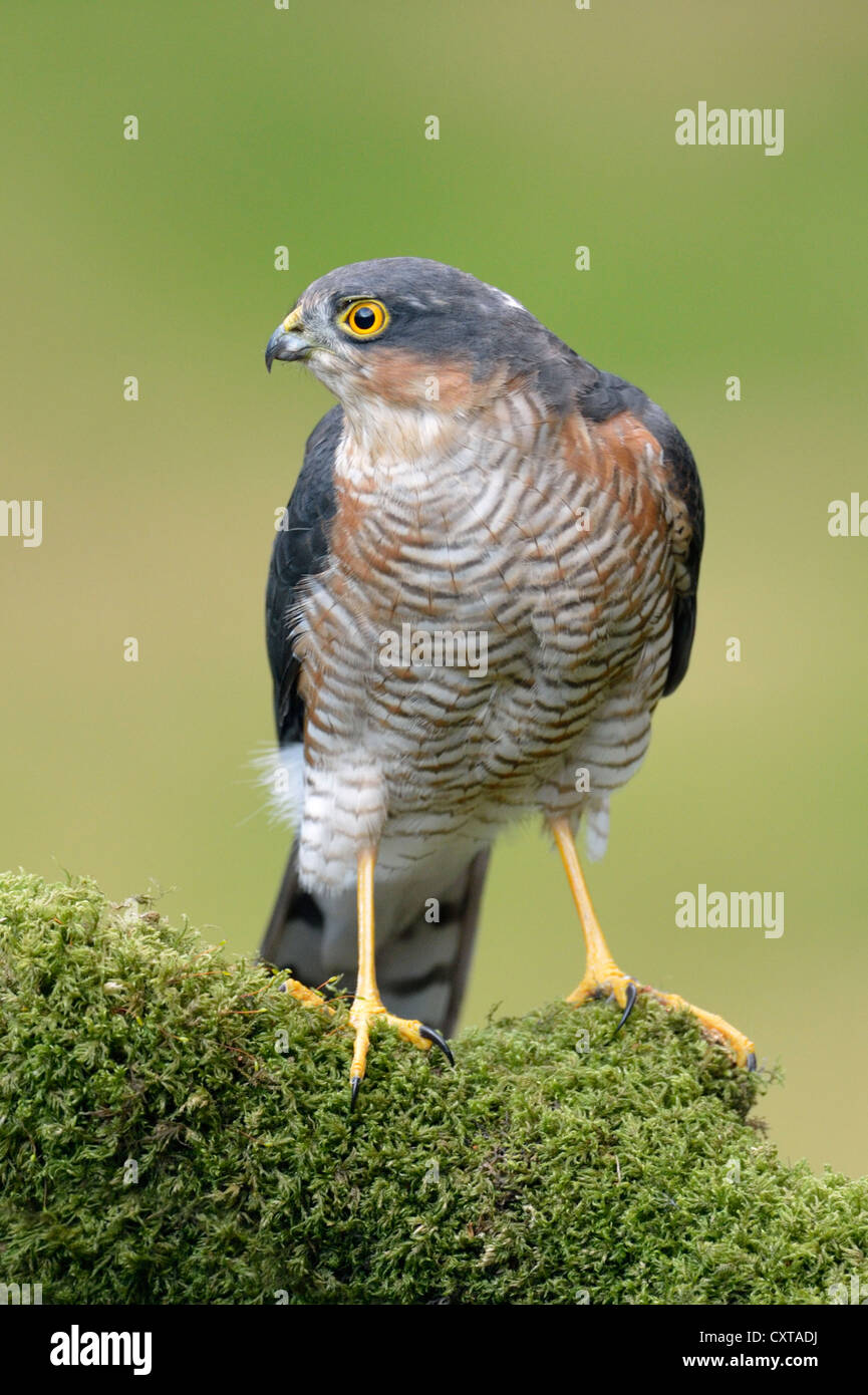 Sparrowhawk hi-res stock photography and images - Alamy