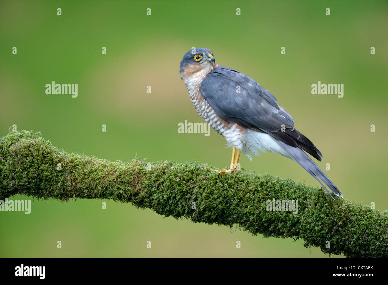 Sparrowhawk hi-res stock photography and images - Alamy