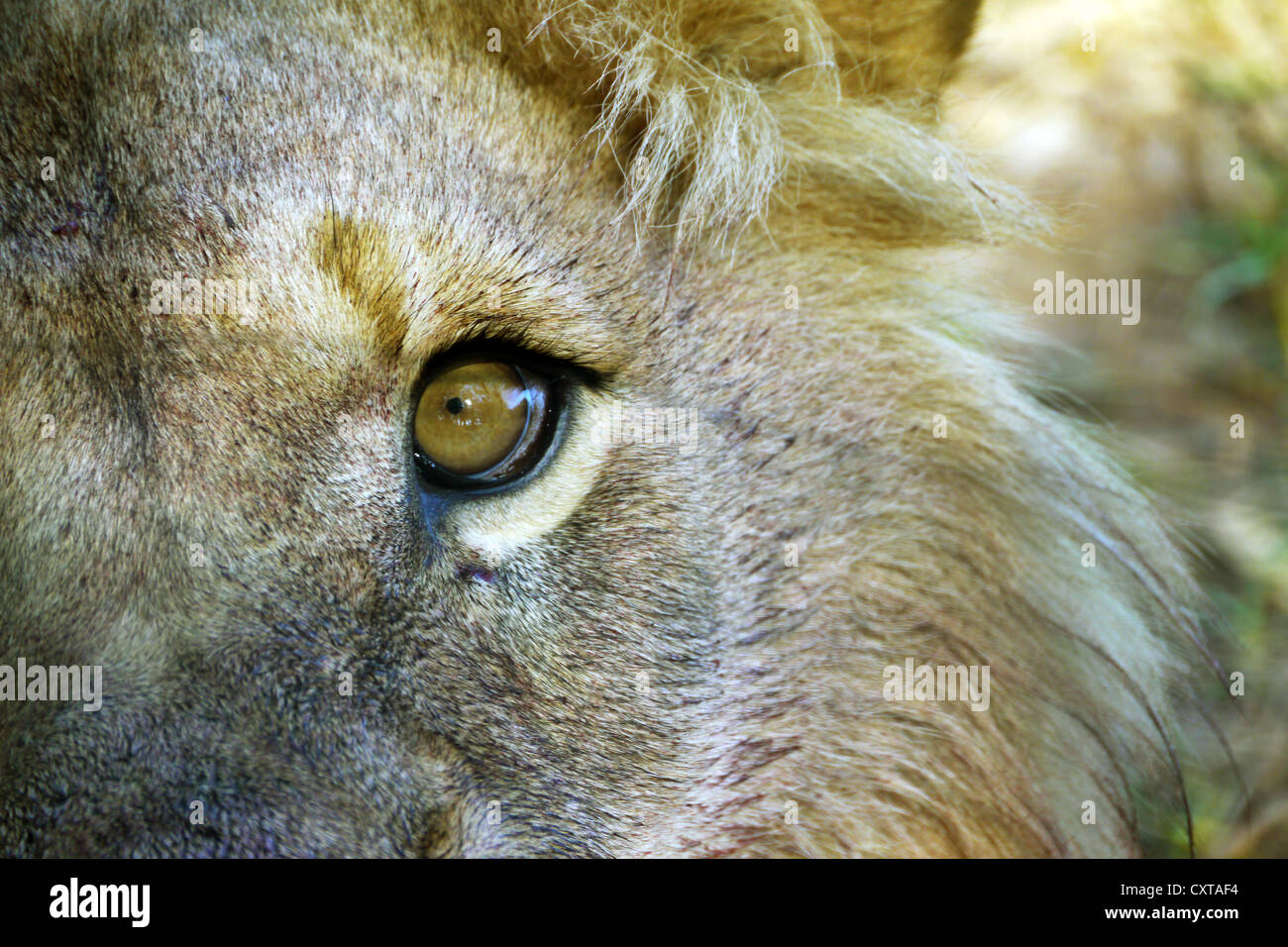 Lion eye africa hi-res stock photography and images - Alamy