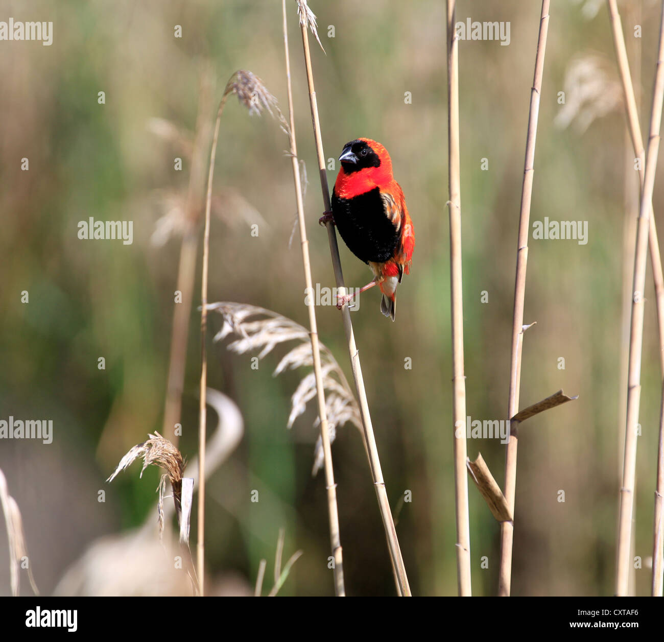Southern red bishop red bishop hi-res stock photography and images - Alamy