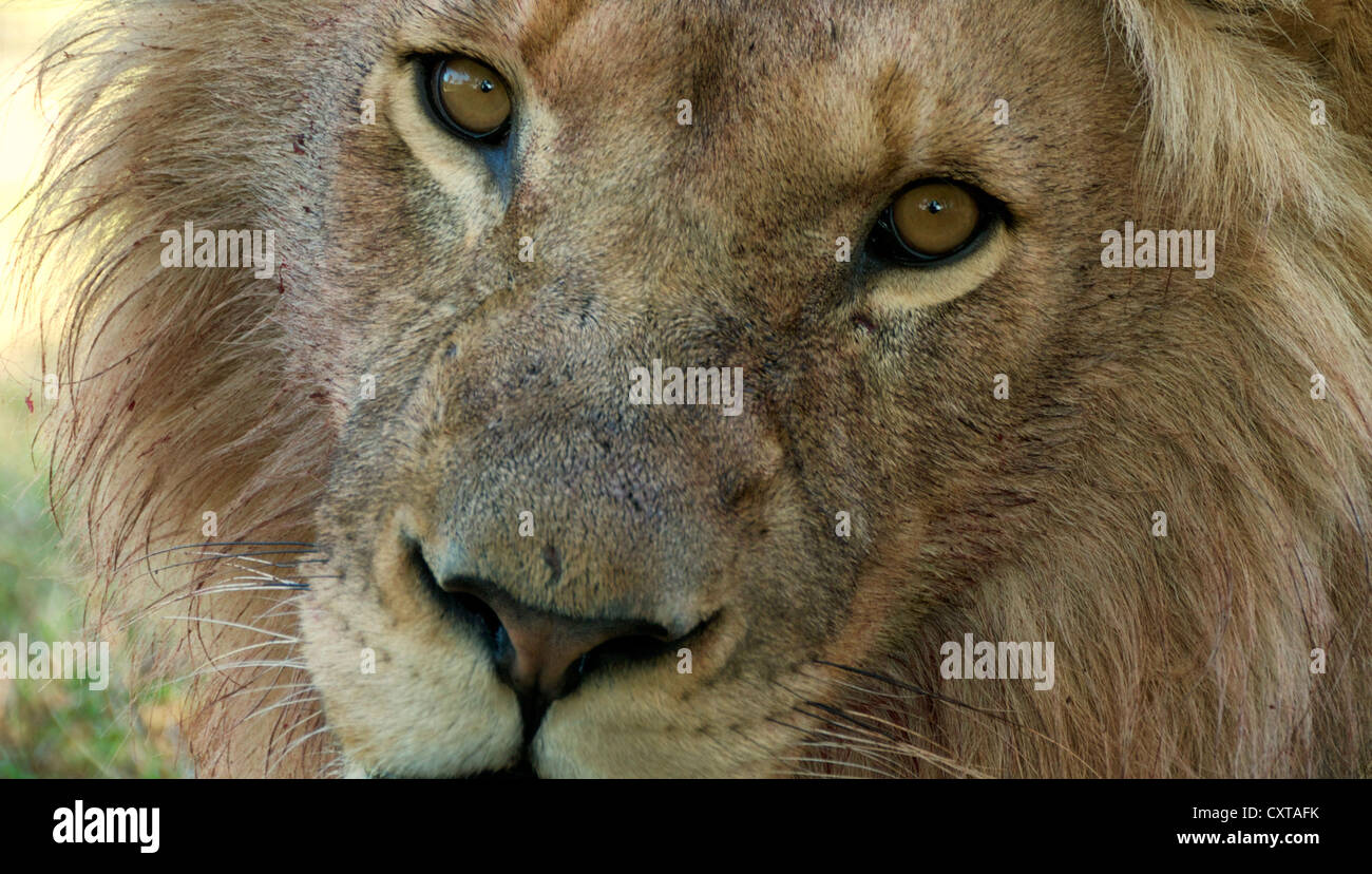 Lion male mane hi-res stock photography and images - Alamy