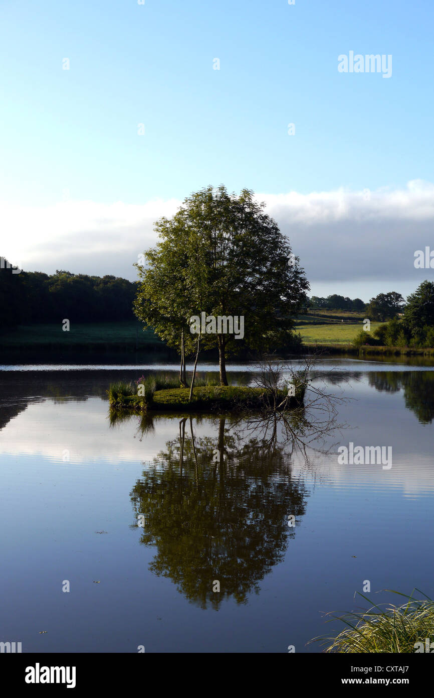 Reflection tree beauty hi-res stock photography and images - Alamy
