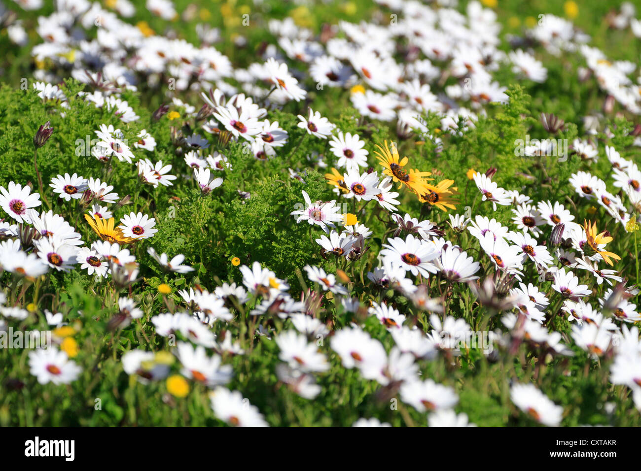 Carpet of spring flowers in the Postberg Flower Reserve in the West ...