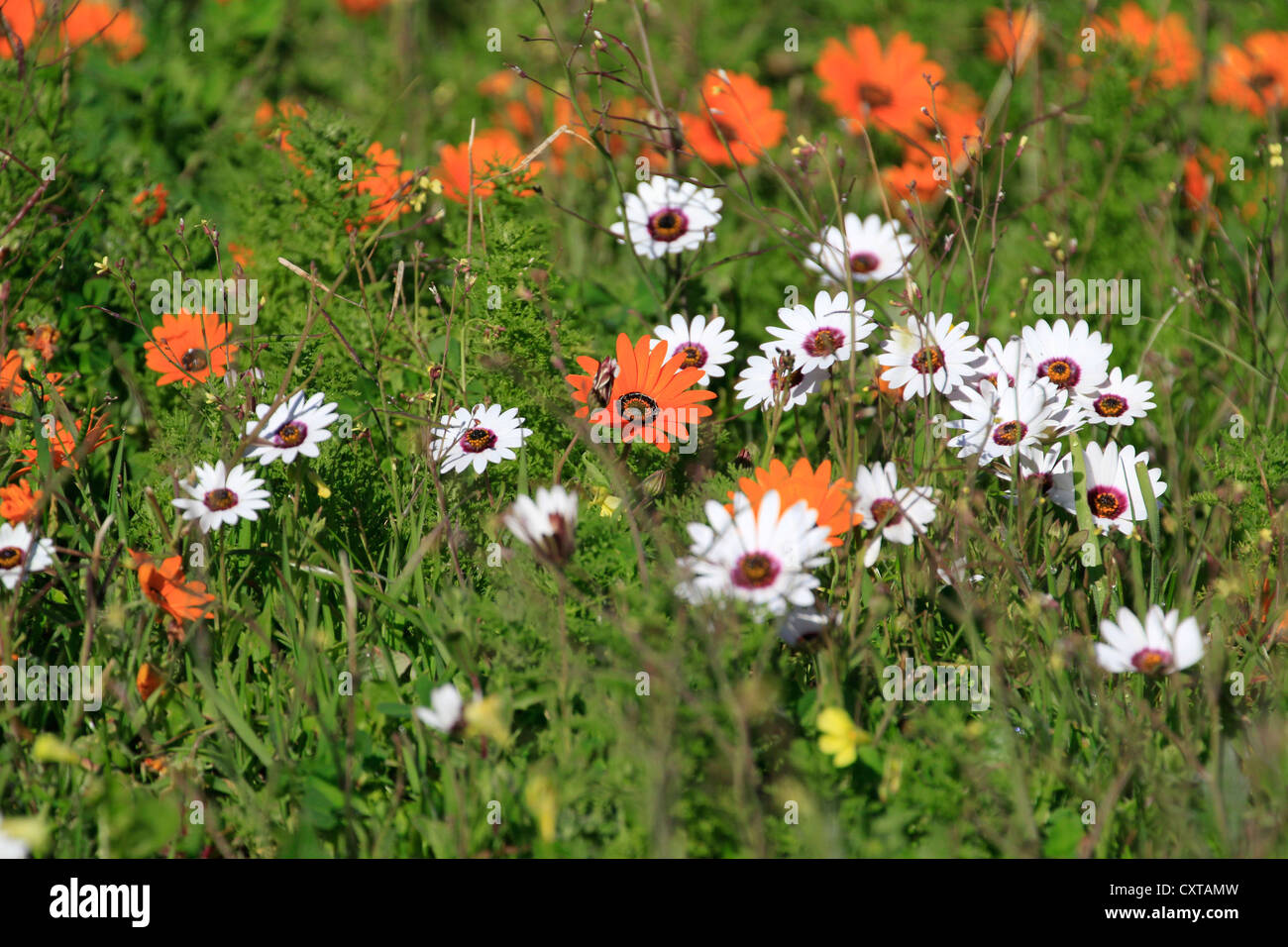 Carpet of spring flowers in the Postberg Flower Reserve in the West ...