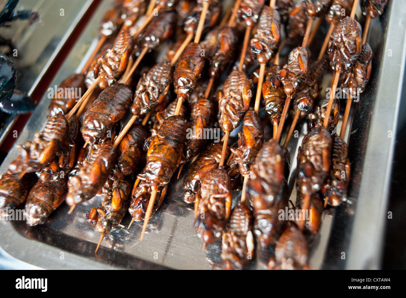 Fried insect, China local snacks Stock Photo - Alamy