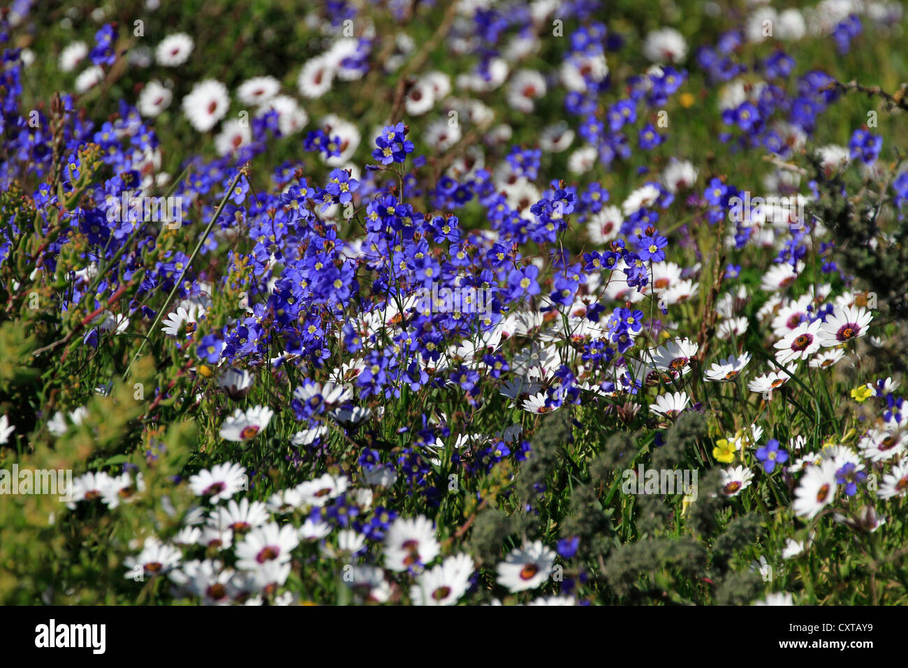 Namakwa Daisies (Dimorphotheca pluvialis) and Wild Flax ( Heliophila ...
