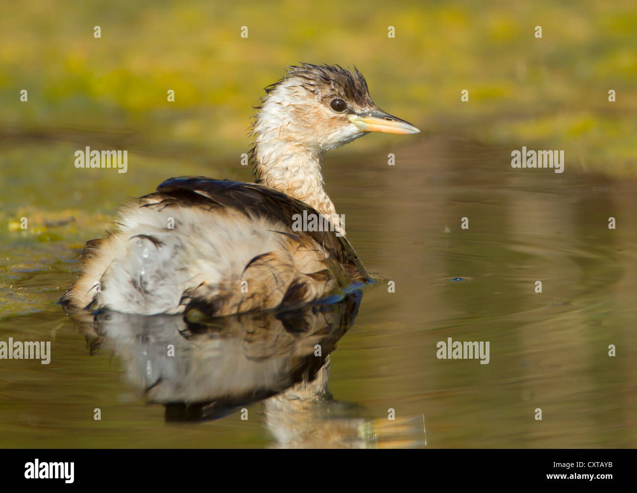 Juvenile Little Grebe High Resolution Stock Photography and Images - Alamy