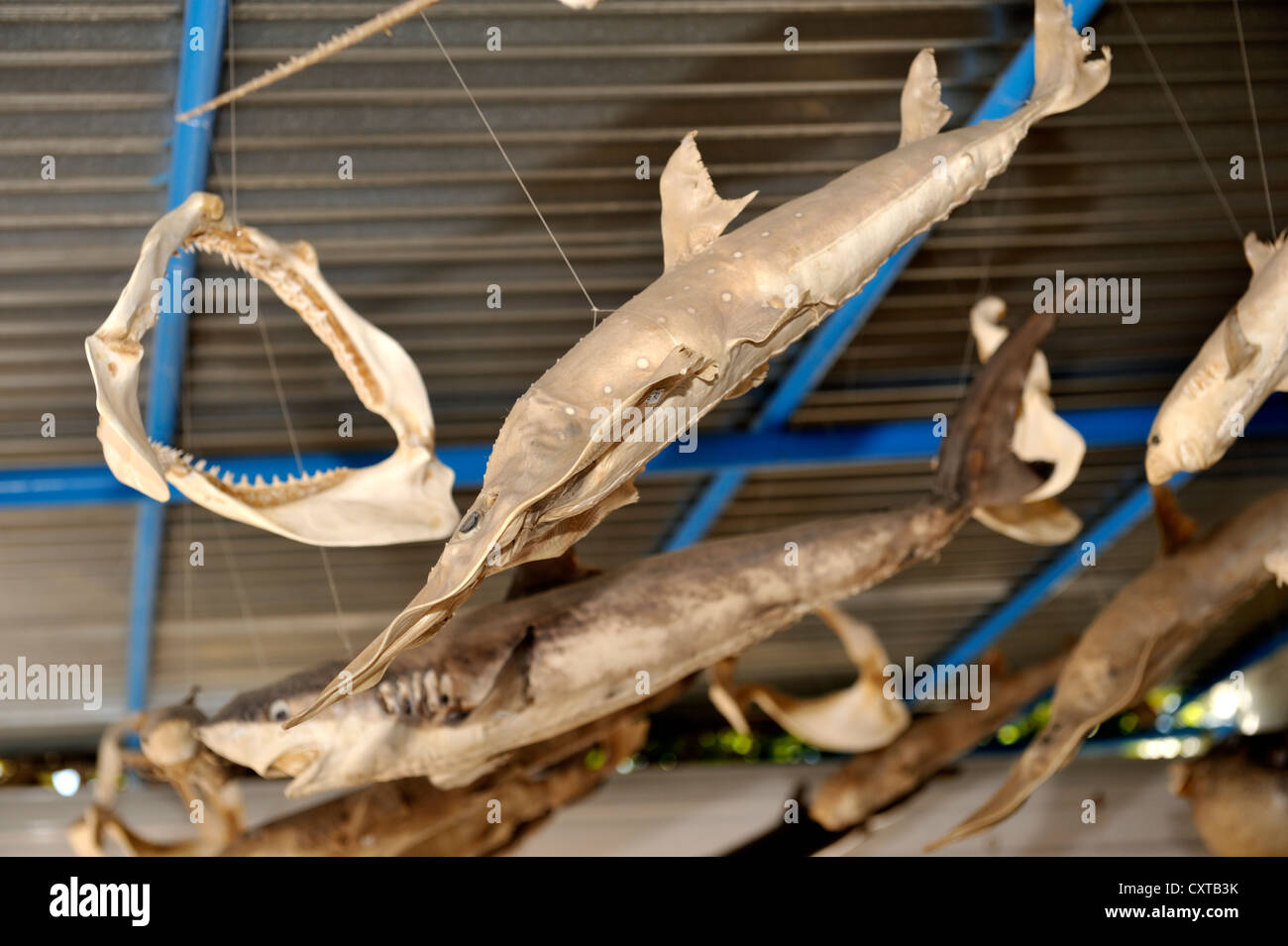 Dried sharks, rays, marine life on display for sale, island of Kos ...