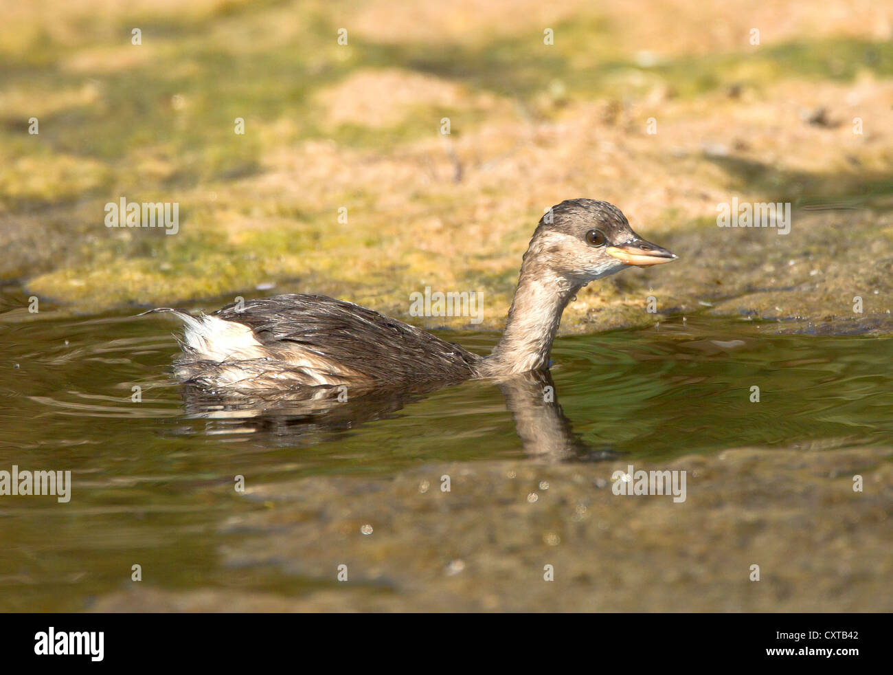 Juvenile Little Grebe High Resolution Stock Photography and Images - Alamy