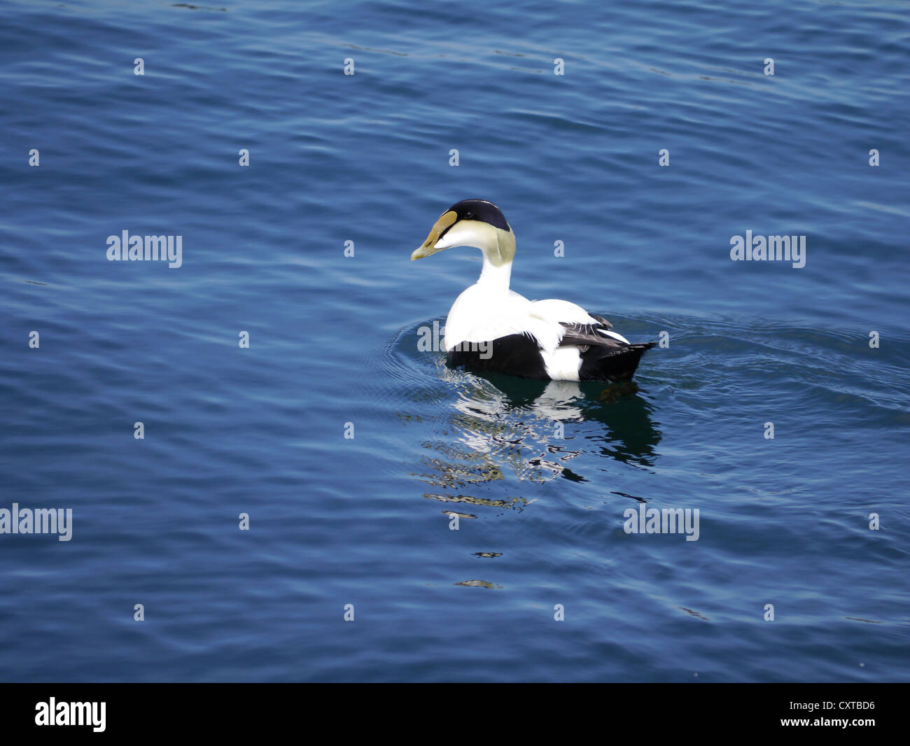 Common Eider duck at Cape Cod Stock Photo - Alamy