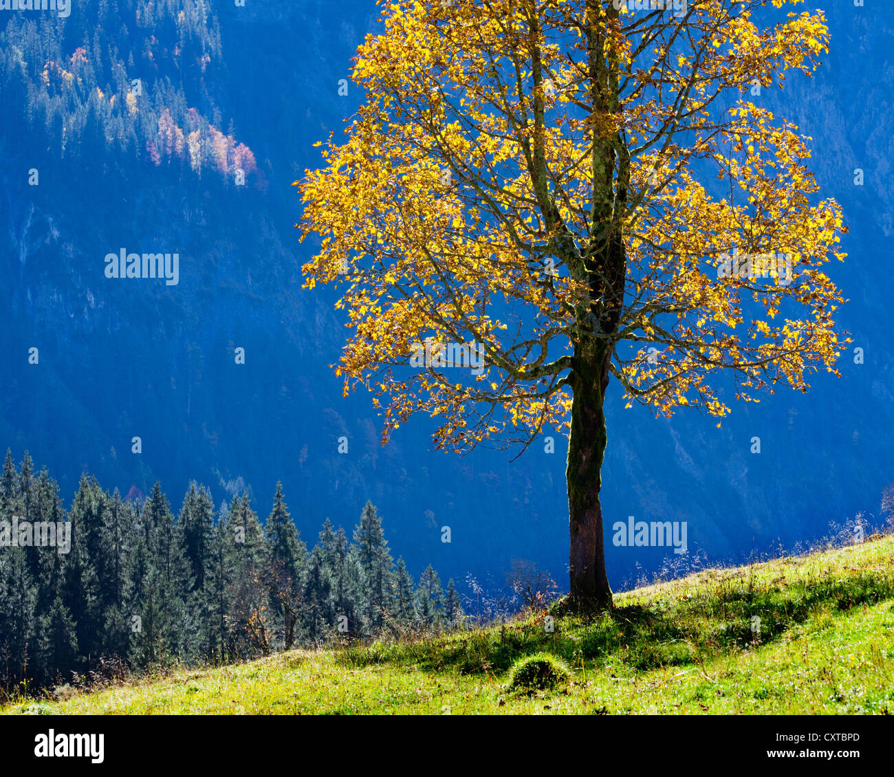 Famous sycamore maple tree hi-res stock photography and images - Alamy