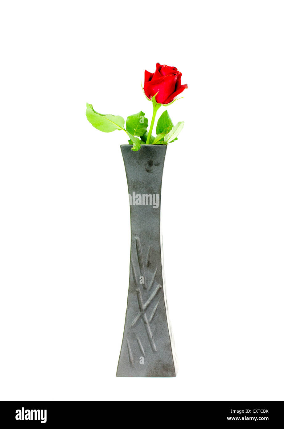 single red rose in black vase on white background Stock Photo - Alamy