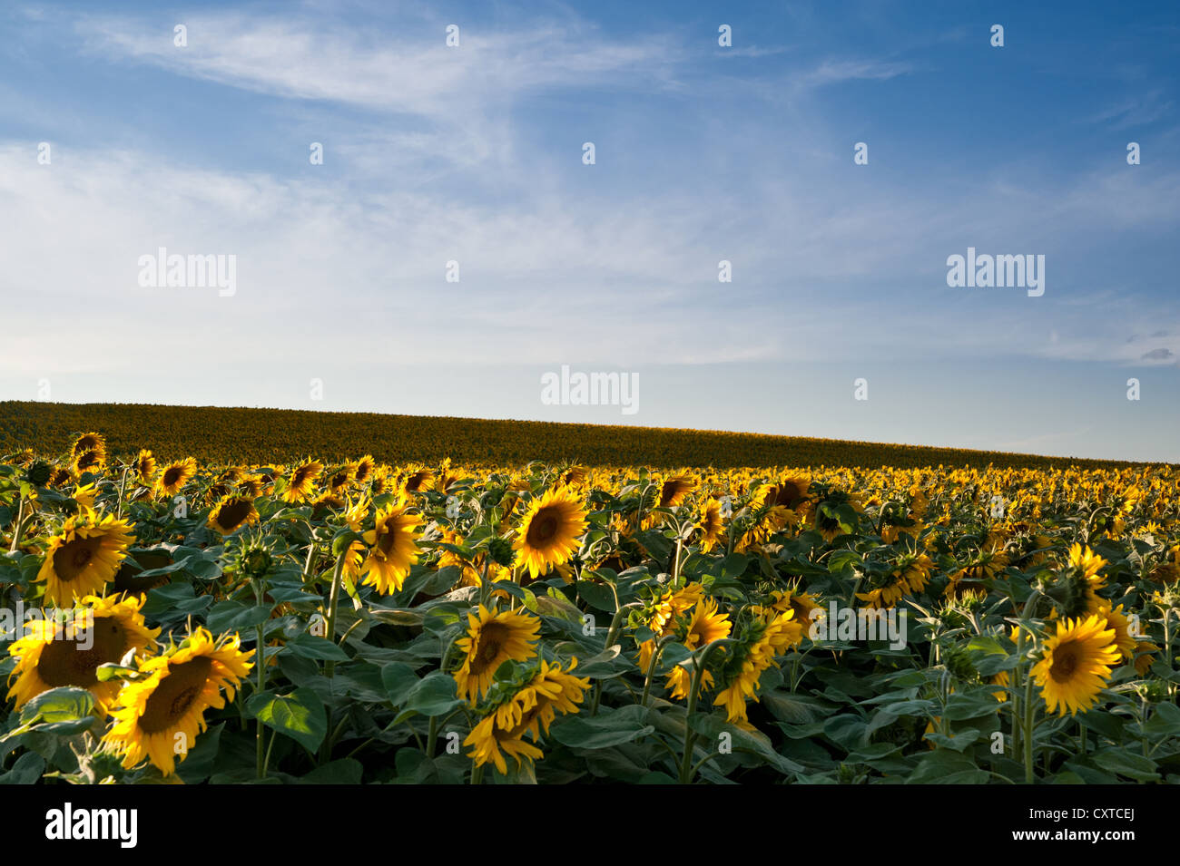 Valley of the sunflower hi-res stock photography and images - Alamy