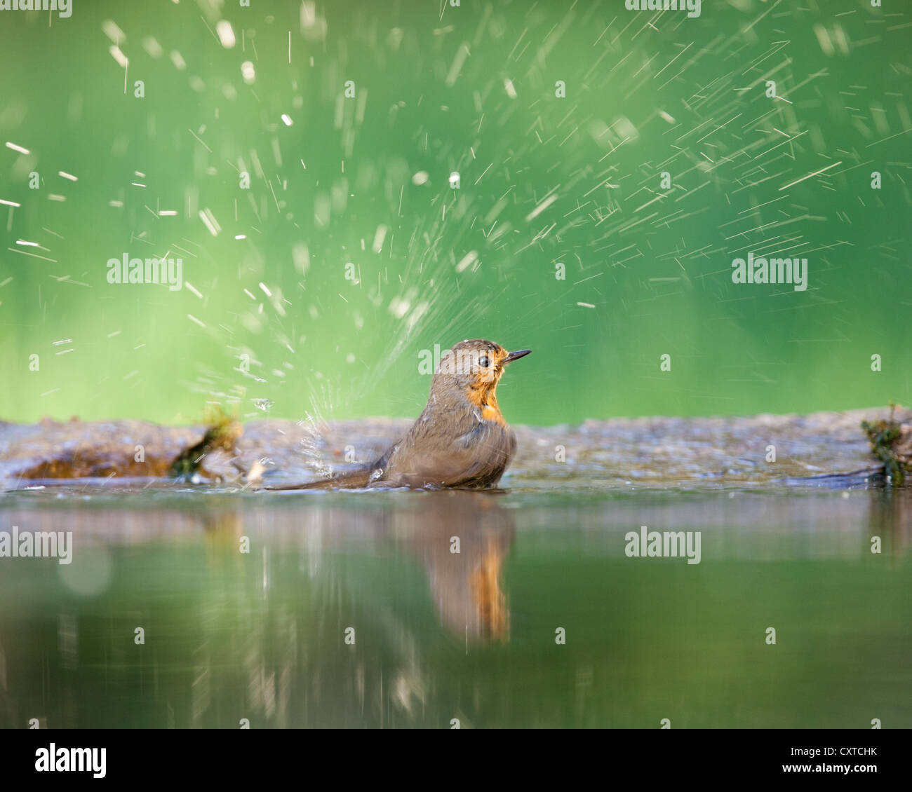 European robin (Erithacus rubecula) bathing in a forest pool and ...