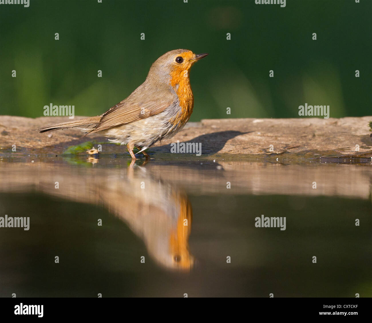 Robin Bathing High Resolution Stock Photography and Images - Alamy
