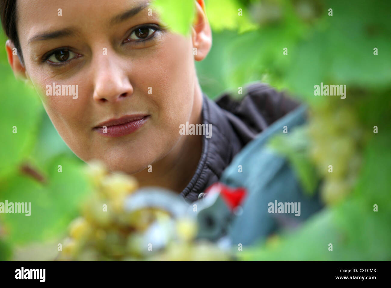 Woman pruning vine Stock Photo - Alamy