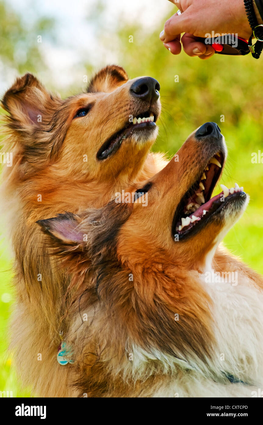 portrait of two purebred collie dogs Stock Photo - Alamy