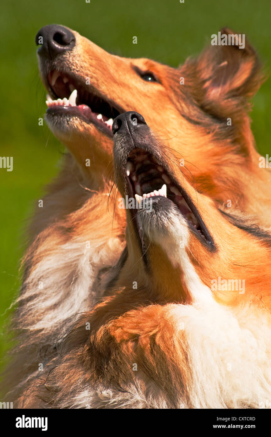 portrait of two purebred collie dogs Stock Photo - Alamy