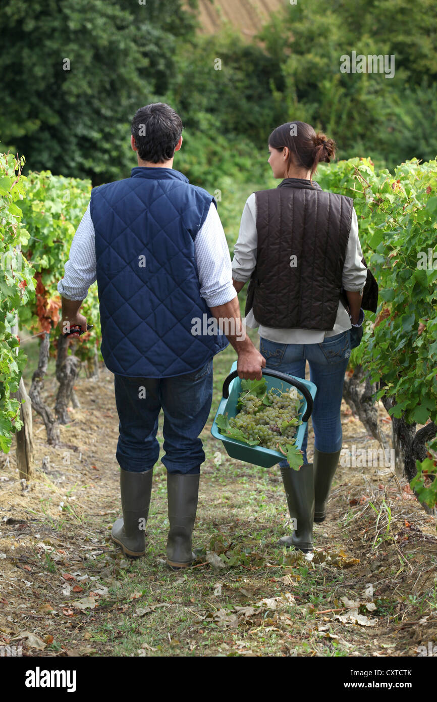 farming couple in field picking grapes Stock Photo - Alamy