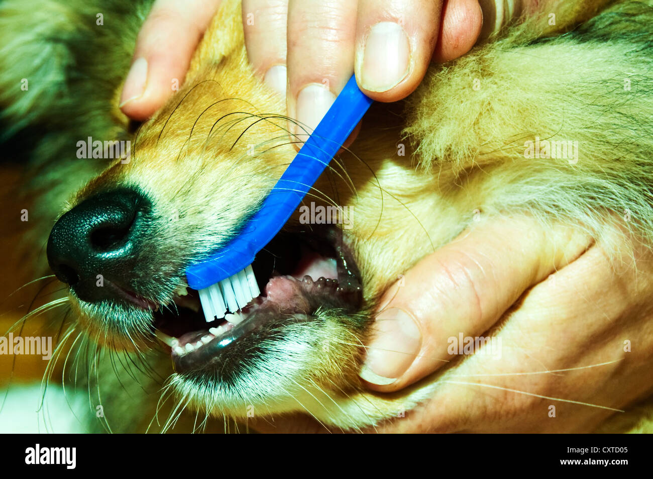 brushing a young collie dog the teeth Stock Photo - Alamy