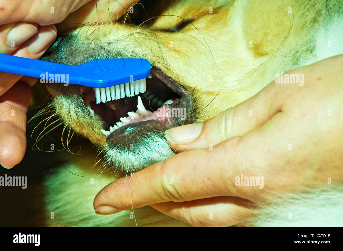 brushing a young collie dog the teeth Stock Photo - Alamy