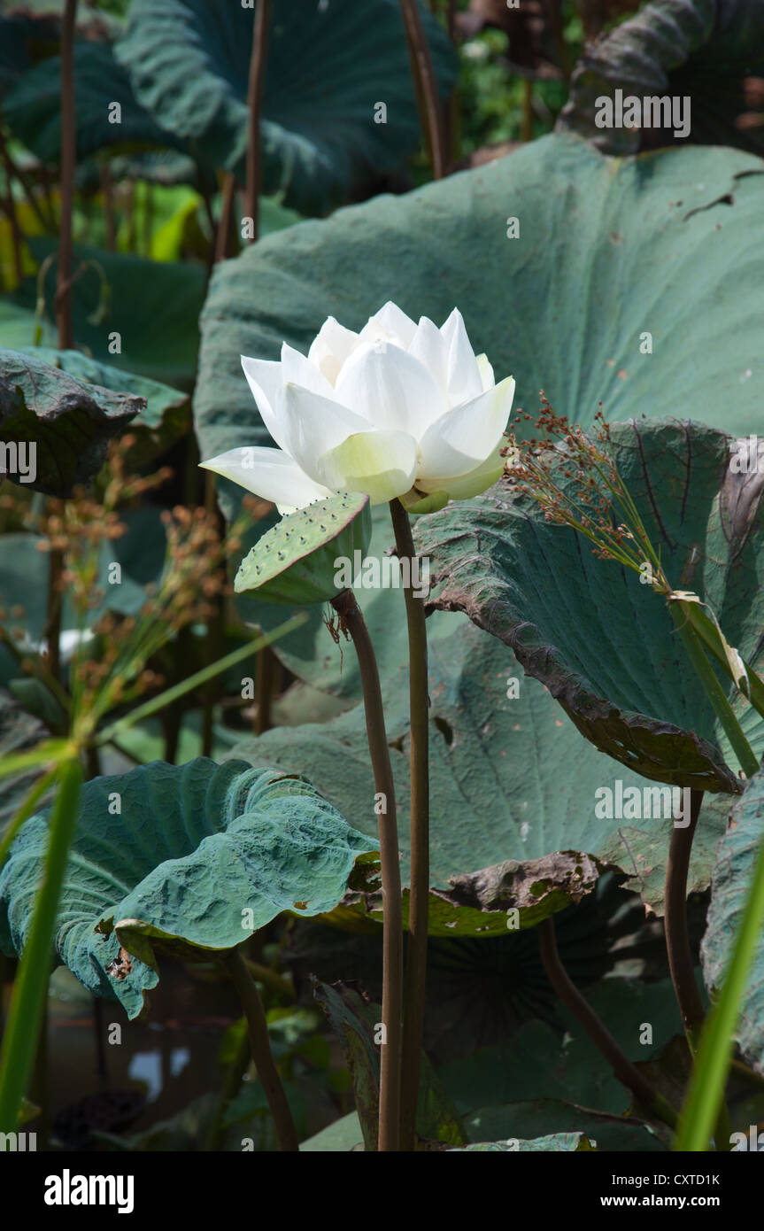 White Lotus in the River Stock Photo - Alamy