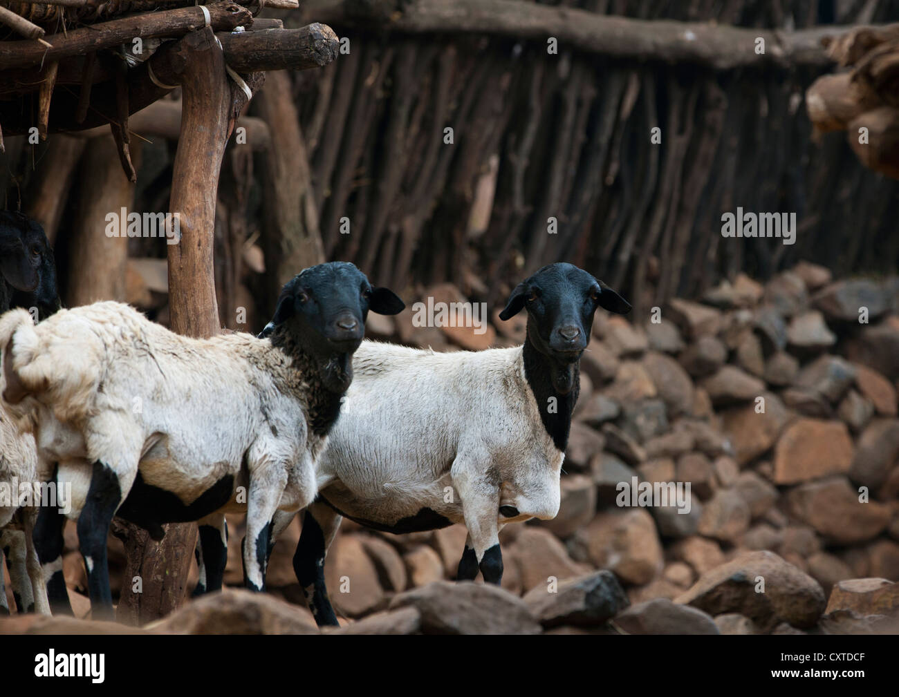 Goats, Konso Tribe, Omo Valley, Ethiopia Stock Photo - Alamy