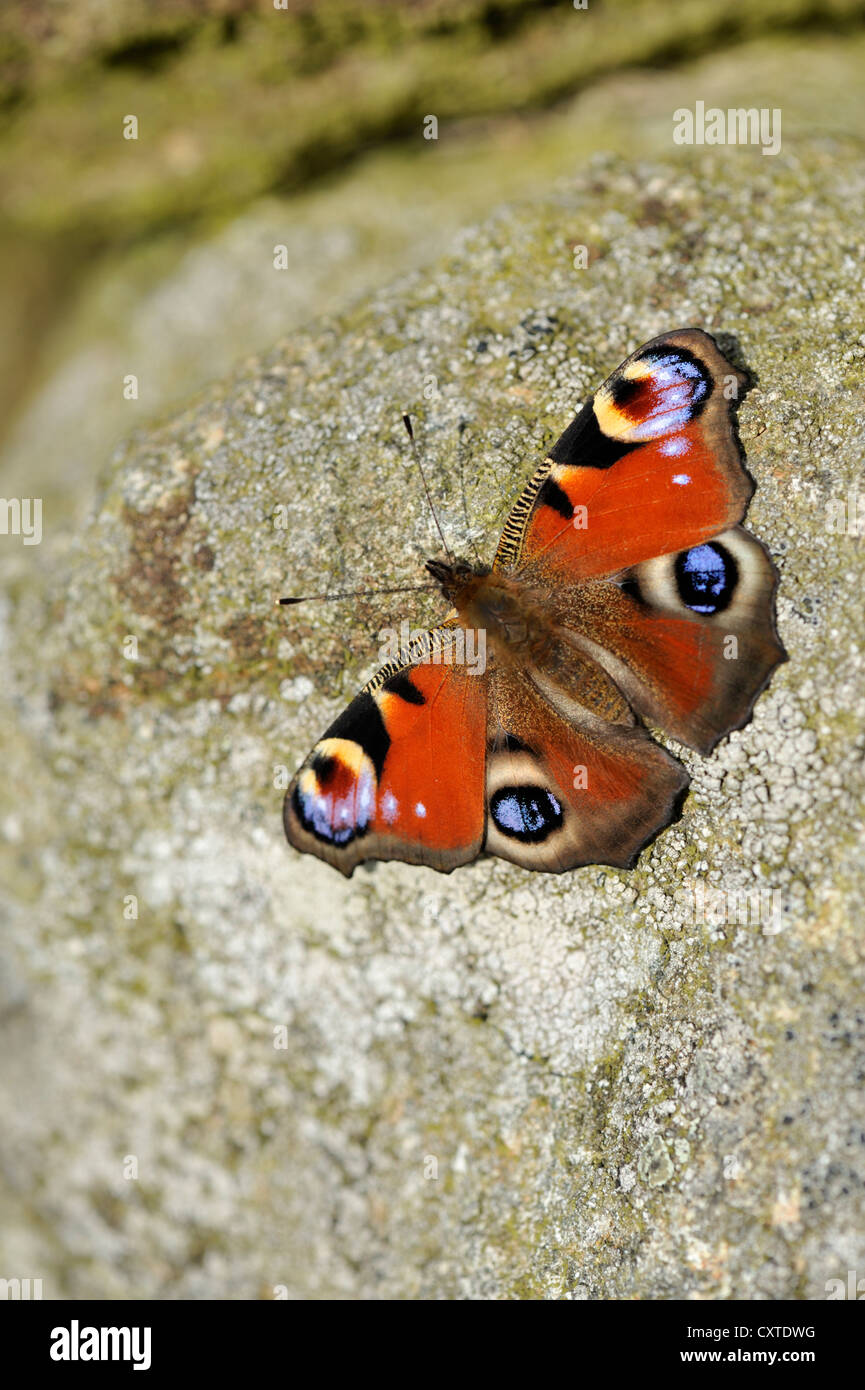 Inachis Io Stock Photos & Inachis Io Stock Images - Alamy