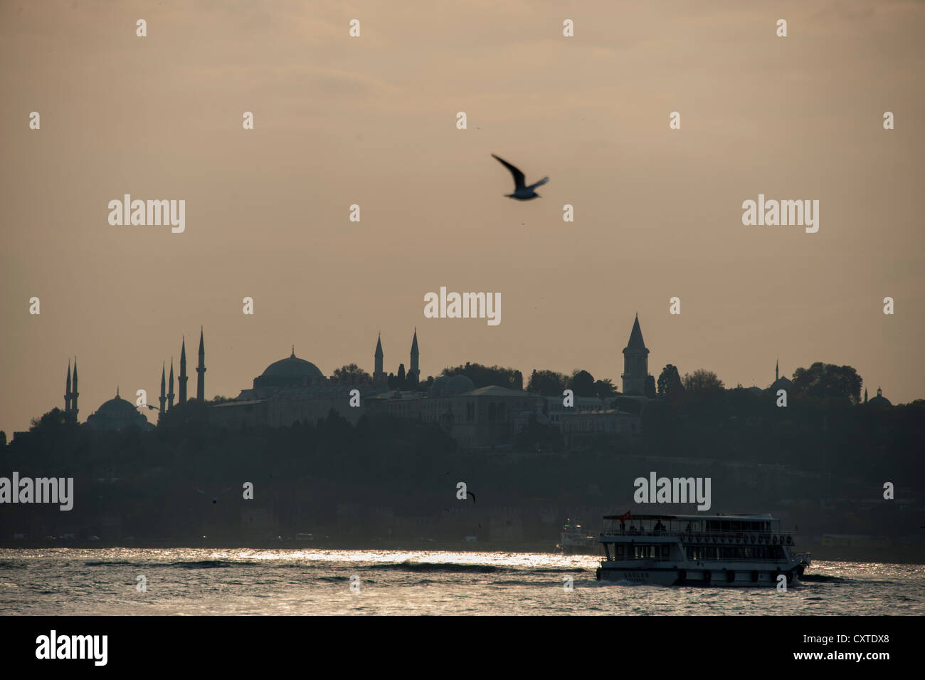 Istanbul and bird hi-res stock photography and images - Alamy