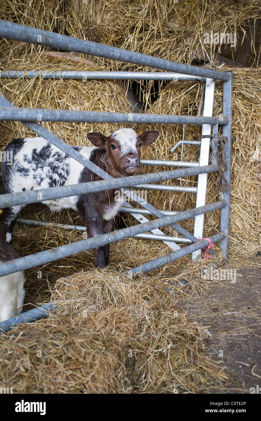Old cow barn hi-res stock photography and images - Alamy