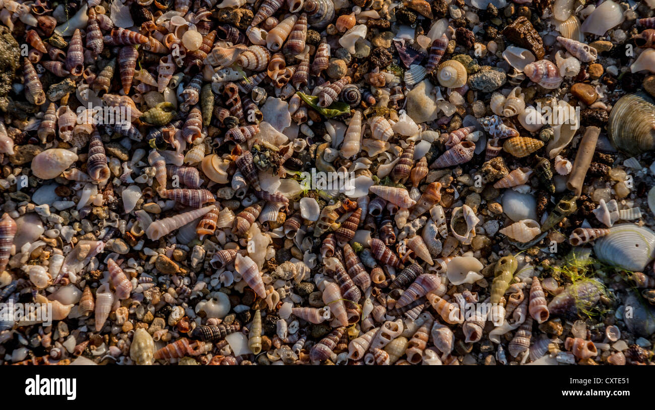Background made up of thousands of small shells of various shapes ...