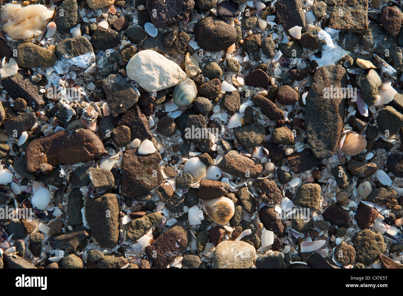 Rocky and sea shell beach background made of many rocks, shells and ...