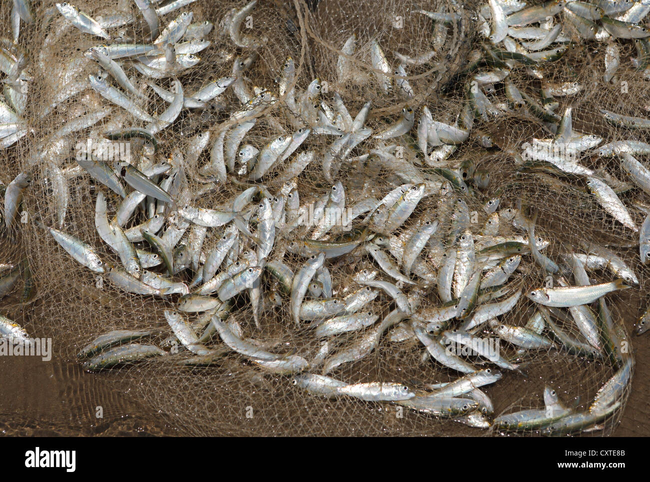 Fish fishnet hi-res stock photography and images - Alamy