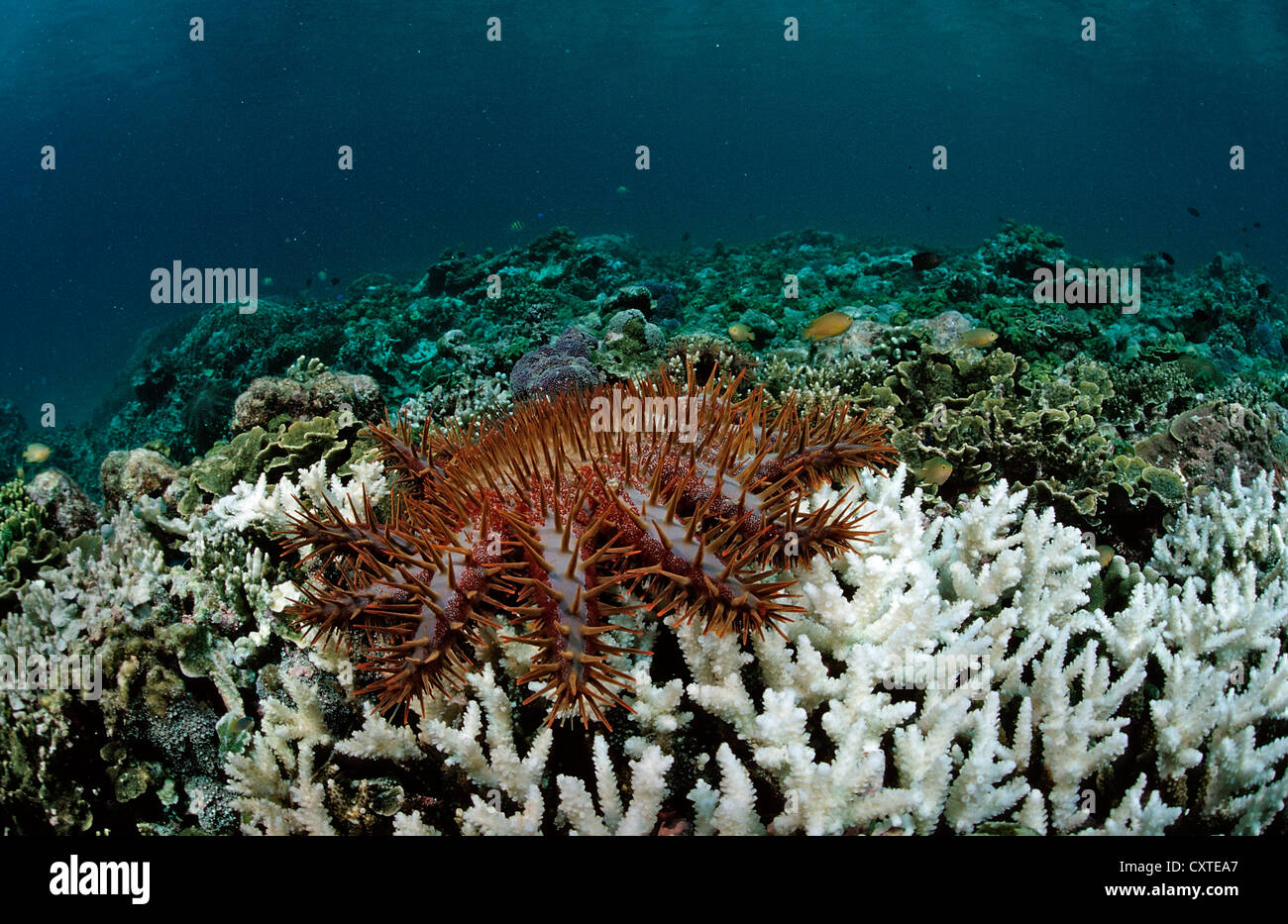 Crown of thorns starfish Acanthaster planci Chalenger Reef Coral Sea ...