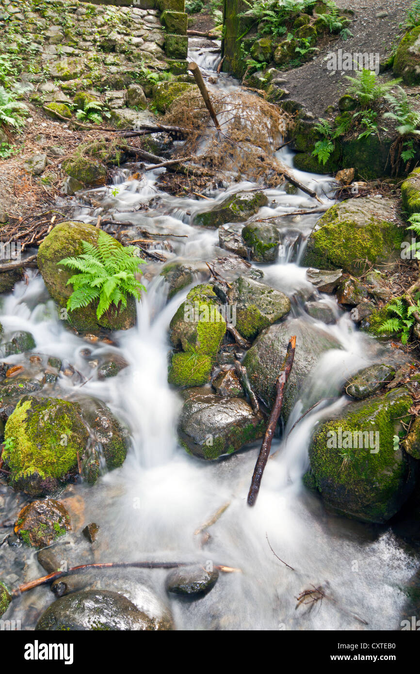 Mountain stream running through Dodd Wood in The Lake District National ...