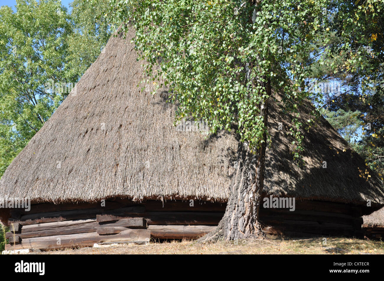 Circular wood and thatch hut in the forest Stock Photo - Alamy