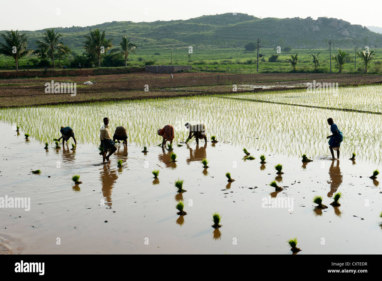 Farm worker bending rice paddy agriculture field traditional culture hi ...