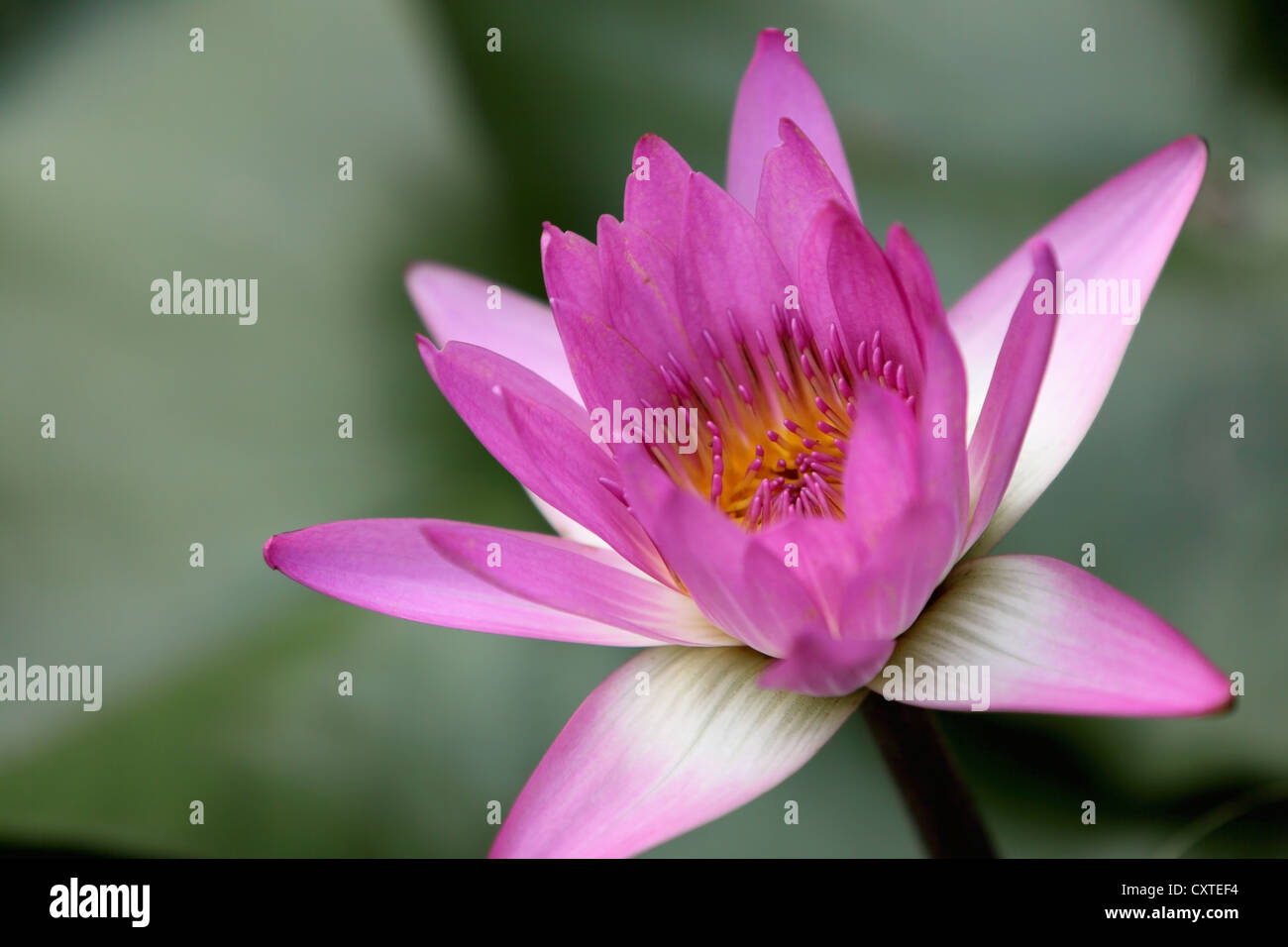 Single water lily hi-res stock photography and images - Alamy