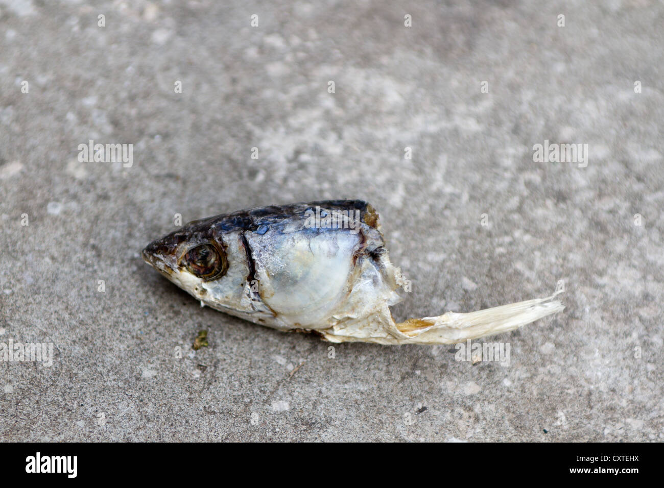 Fish head on ground Stock Photo - Alamy