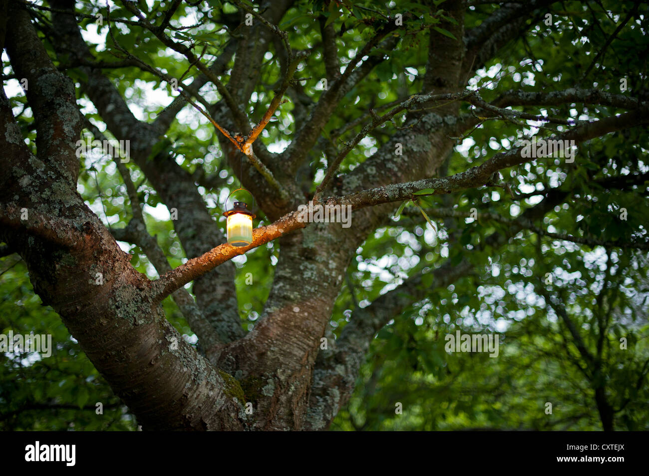 An outdoor candle in a tree Stock Photo - Alamy