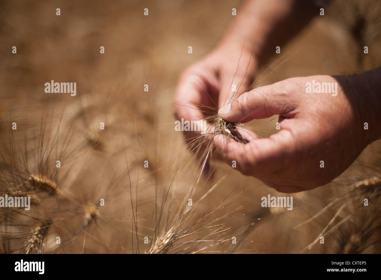 Close up of hands examining wheat stalks Stock Photo - Alamy