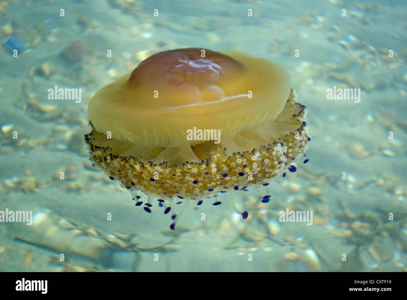 Single Mediterranean jellyfish in the Mar Menor, Costa Calida, South ...