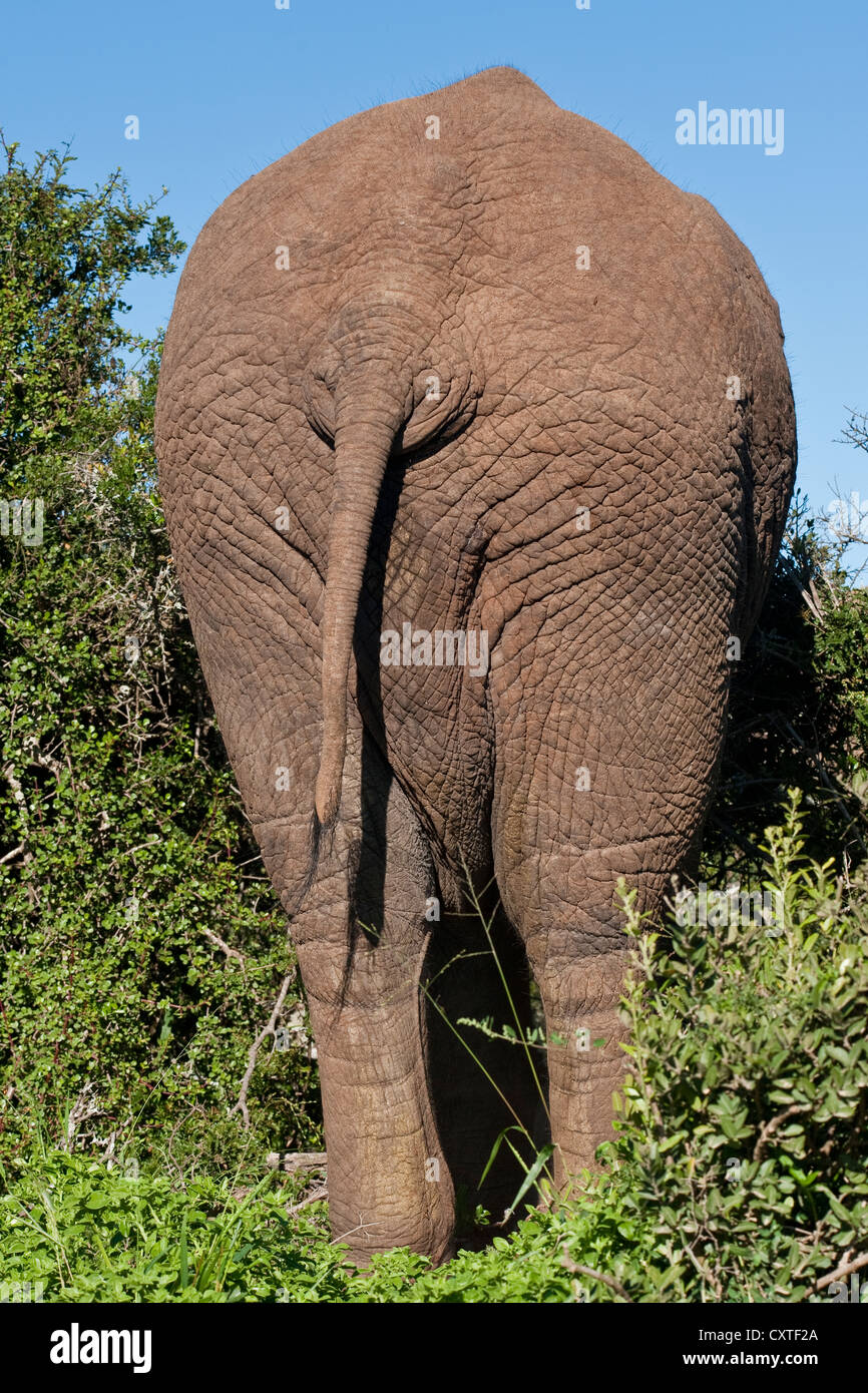 Bottom of African bush elephant. South Africa Stock Photo - Alamy