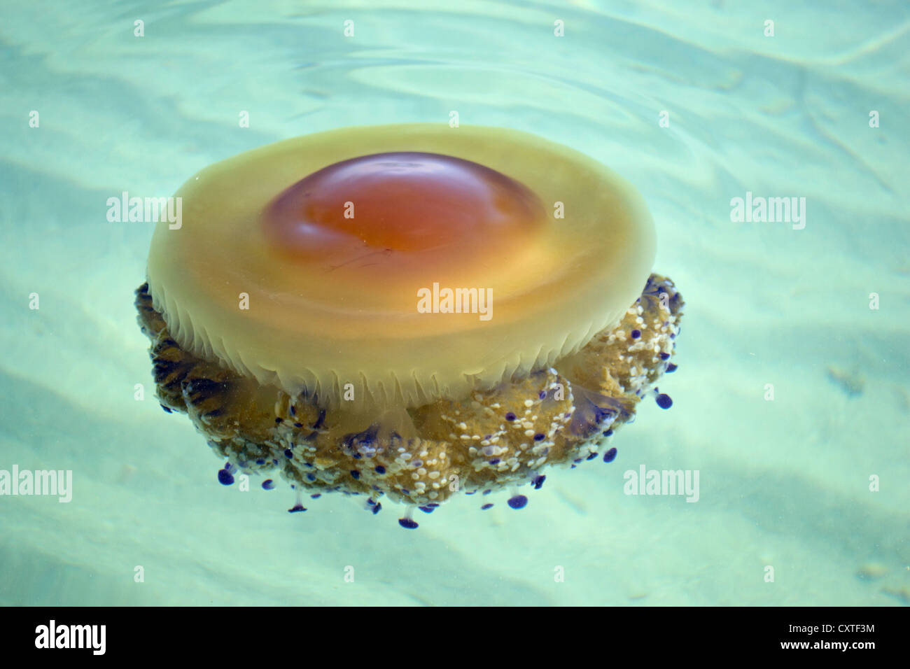 Cotylorhiza tuberculata jellyfish mediterranean hi-res stock ...