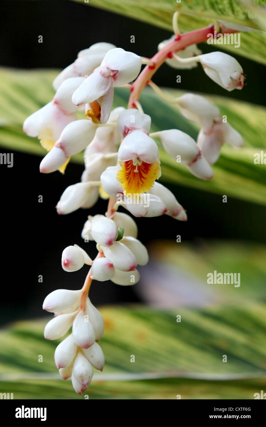 Alpinia sanderae Hort flowers Stock Photo - Alamy