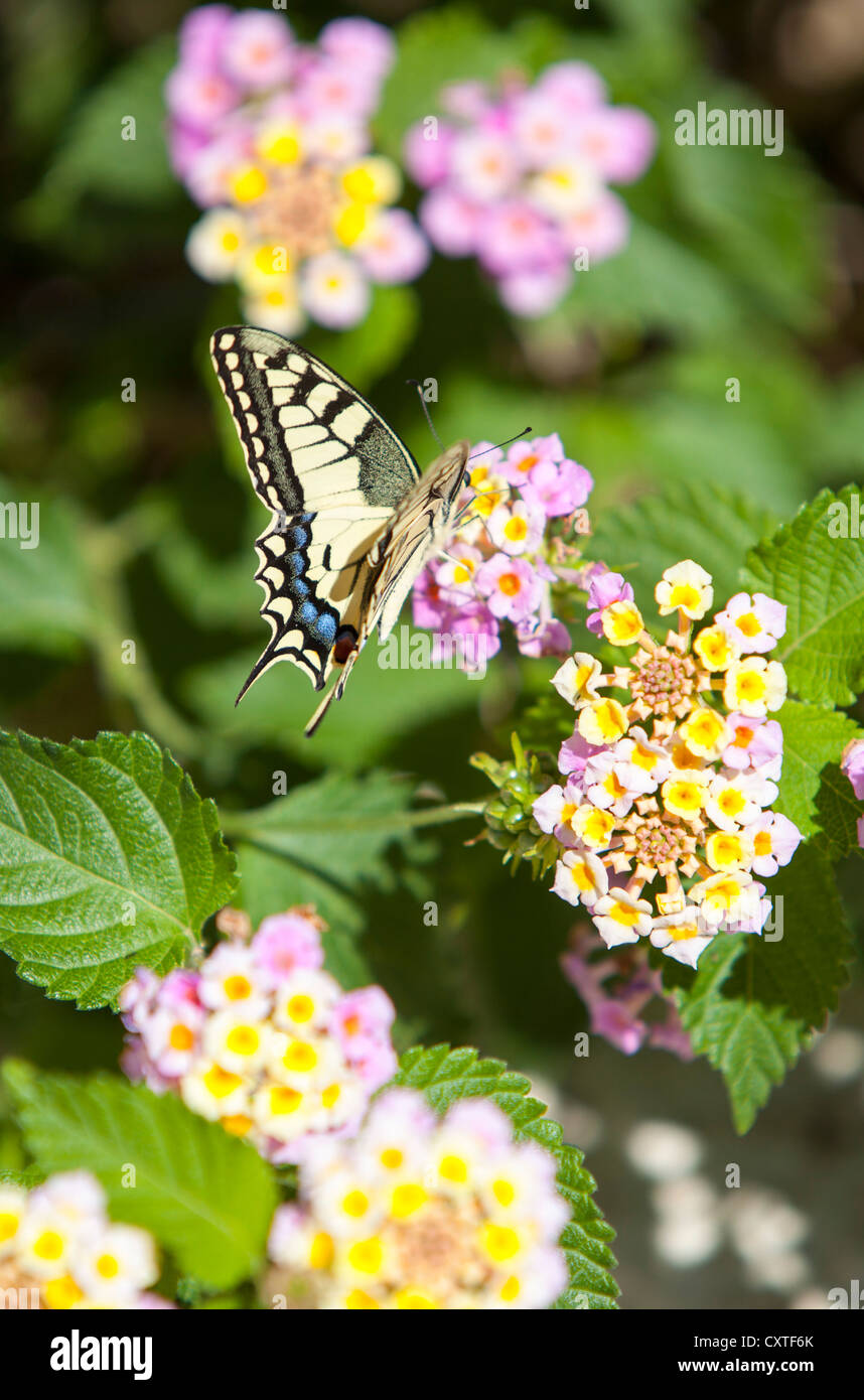 A Swallowtail butterfly (Papilio machaon) on flowers on Lemnos Greece ...