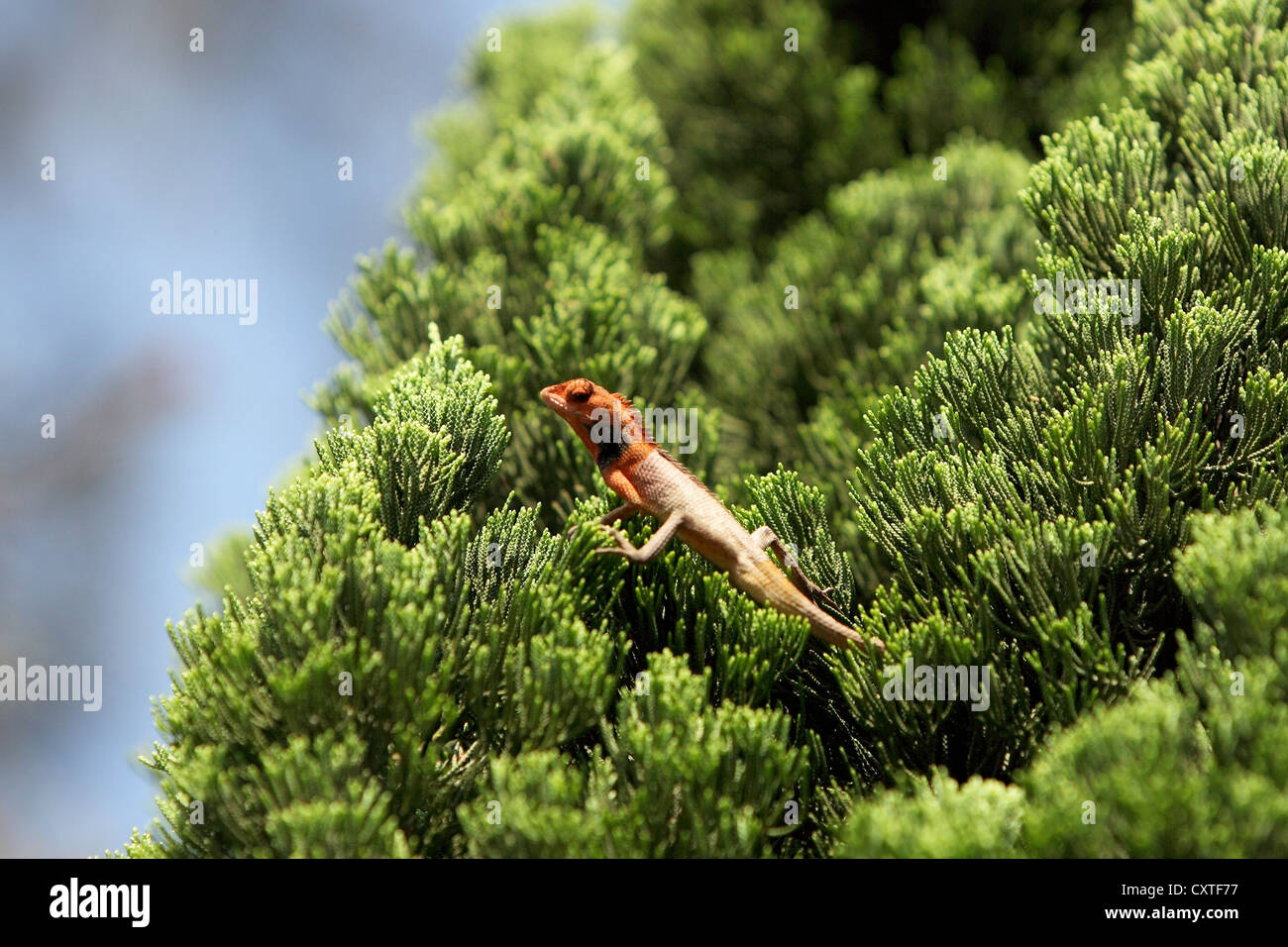 Small Lizard on the tree Stock Photo - Alamy