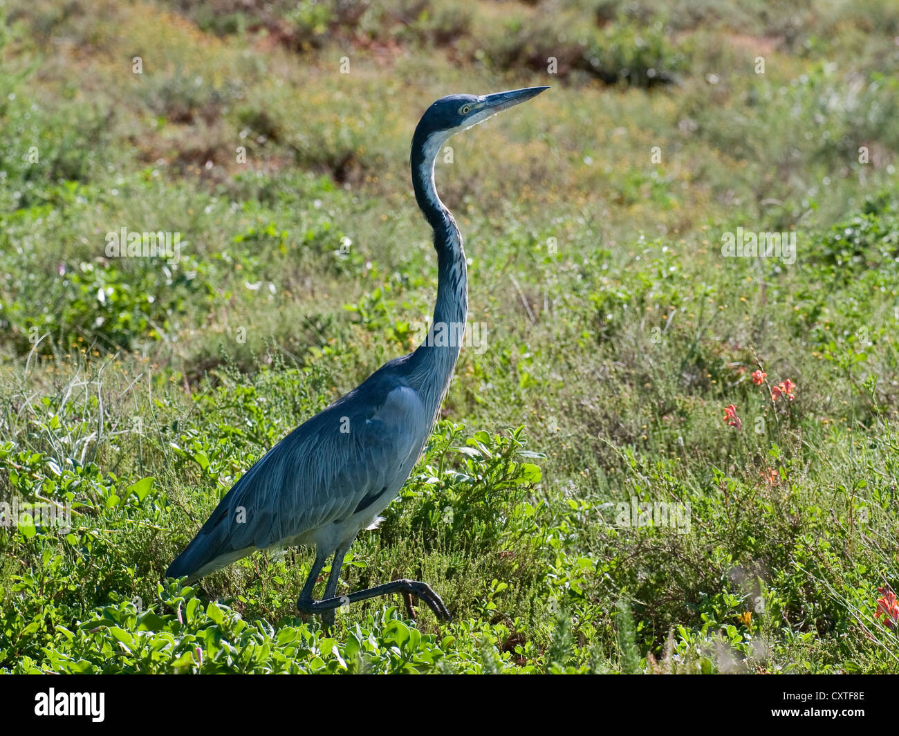 Black headed heron feeding hi-res stock photography and images - Alamy